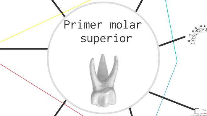 primer molar superior dentición decidua by Karla Saliz on Prezi