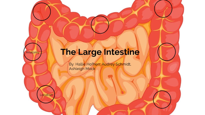 Large Intestine Project by Ashleigh Mock on Prezi