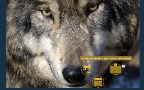 Re-introduction of Wolves to Yosemite by Savannah Merrill on Prezi