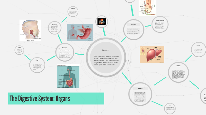 The Digestive System: Organs by Abner Rincon on Prezi