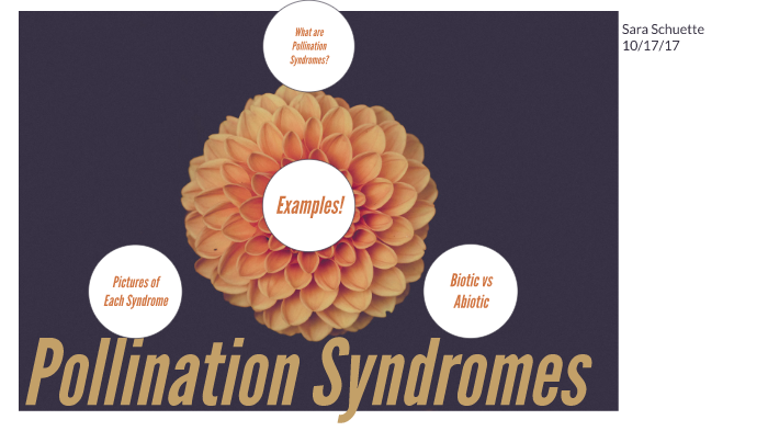 Pollination Syndromes by Sara Schuette on Prezi