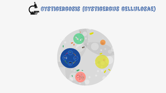 Cysticercus cellulosae by R. Essa on Prezi