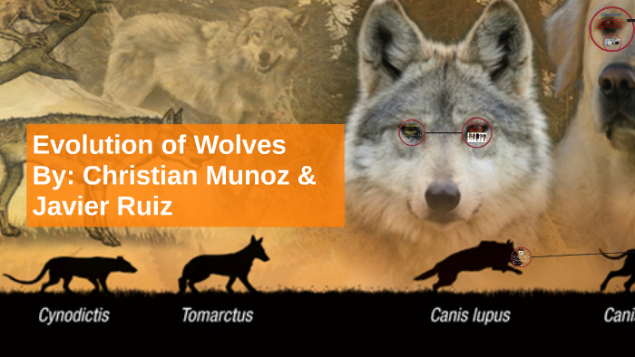 Evolution of wolves by Christian Munoz on Prezi