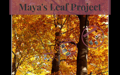 Maya's Leaf Project by Maya Nachman on Prezi