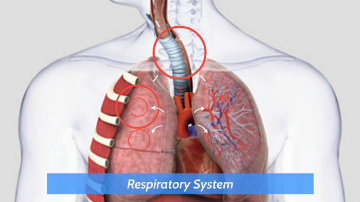 Respiratory System by Monkey Angel on Prezi