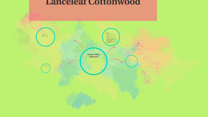 Populus acuminata by Tom Pritchard on Prezi