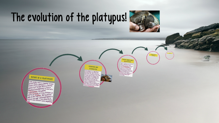 The evolution of the platypus! by on Prezi