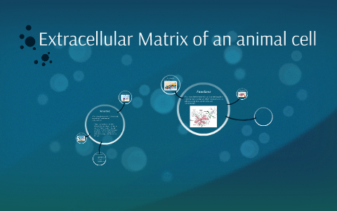 Extracellular Matrix of an animal cell by Kaiulani Belman on Prezi