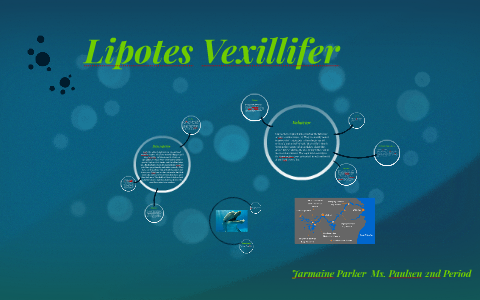 Lipotes Vexillifer by jay parks on Prezi
