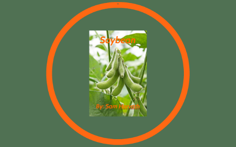 Soybean by Sam Horvath