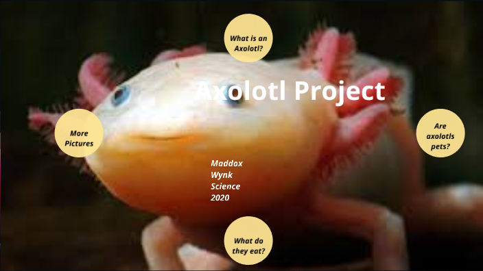 Axolotl project science 2020 by maddox_8010@outlook.com Pierson1 on Prezi
