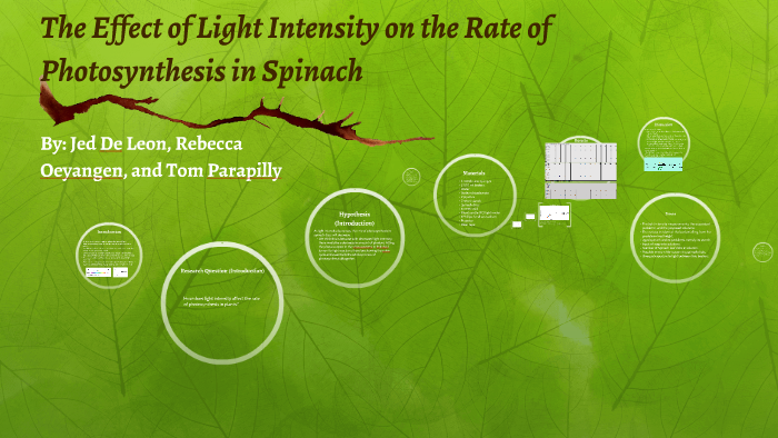 The Effect of Light Intensity on the Rate of Photosynthesis by Rebecca ...