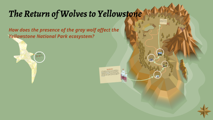 The Return of Wolves to Yellowstone by alex scheetz on Prezi