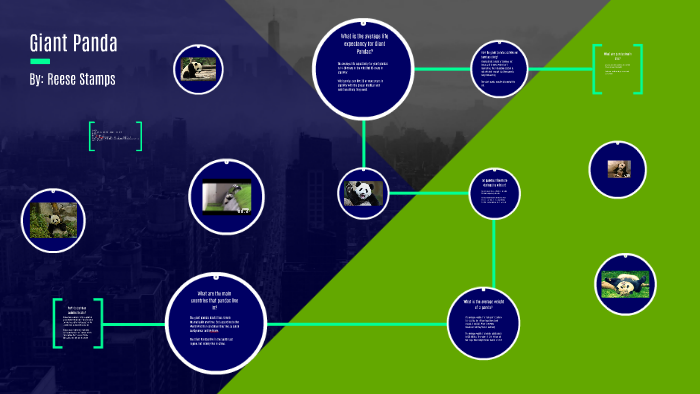 How do pandas communicate? by Reese Stamps on Prezi