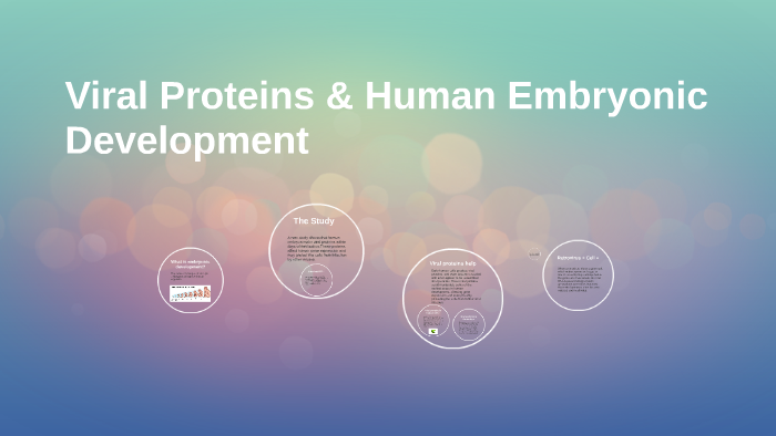 Viral Proteins & Human Embryonic Development by Stella Night on Prezi