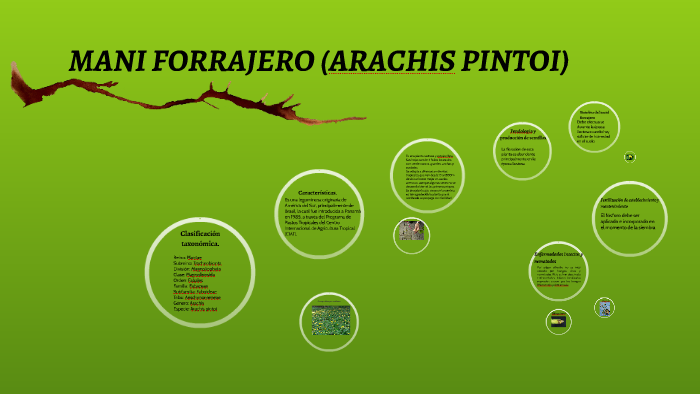 MANI FORRAJERO (ARACHIS PINTOI) by Dulce García Bravo on Prezi