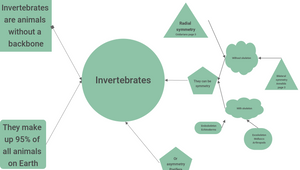 mind map invertebrates by Héctor Carrillo on Prezi Design