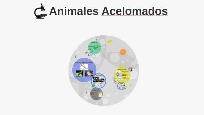 Animales Acelomados by raulimar garcia on Prezi