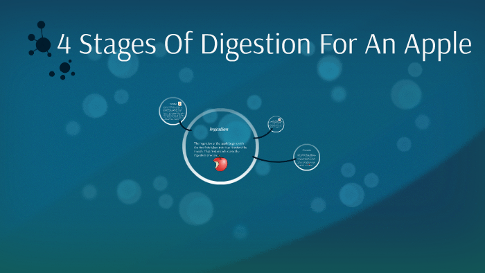 4 Stages Of Digestion For An Apple by Harveer Sandhu on Prezi