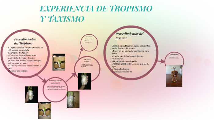 EXPERIENCIA DE TROPISMO Y TAXISMO by Fabiana Mansilla Maguines on Prezi
