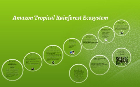 Amazon Tropical Rainforest Ecosystem by irene ho on Prezi