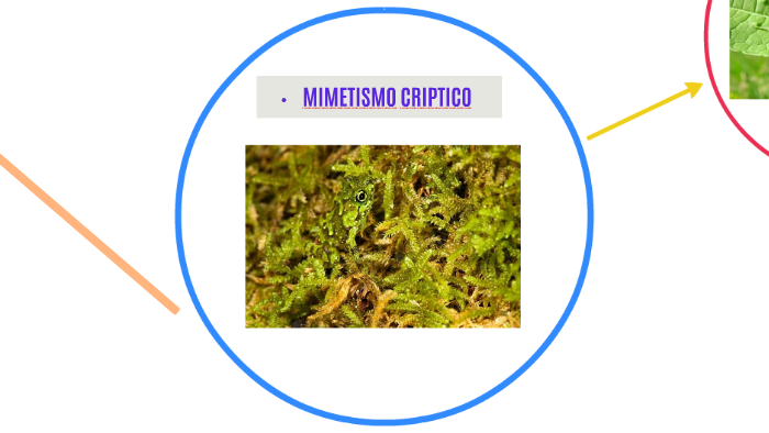 MIMETISMO CRIPTICO by Marta Maffei on Prezi