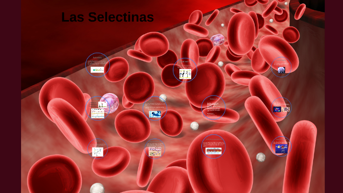 Selectinas by Alfonso Rhg on Prezi