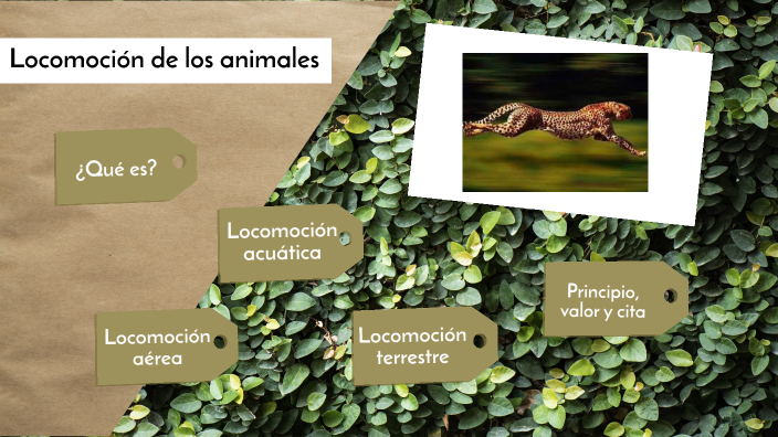 Locomoción de los animales by Ana Guevara on Prezi