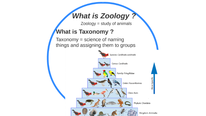 Zoology Animals Taxonomy