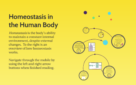 Homeostasis in the Human Body by Shay Bytheway on Prezi