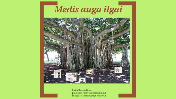 Medis auga ilgai by Jovita Ranau on Prezi