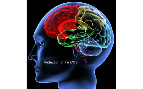 Protection of the CNS by jena hendrix on Prezi