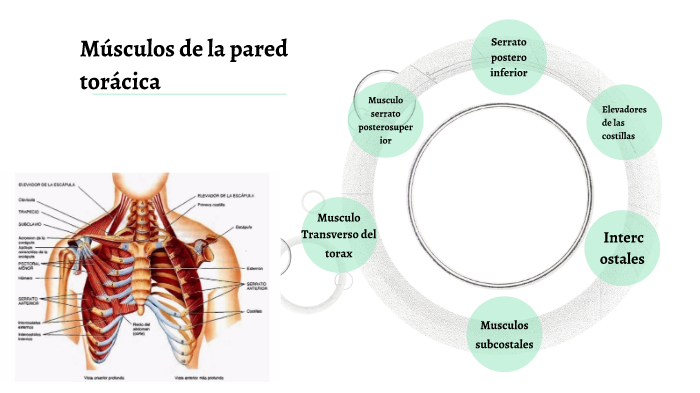 MUSCULOS PARED TORACICA by Maria Vasquez on Prezi