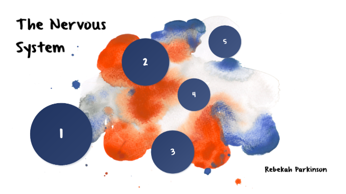 Nervous System Flow Chart by Rebekah Parkinson on Prezi