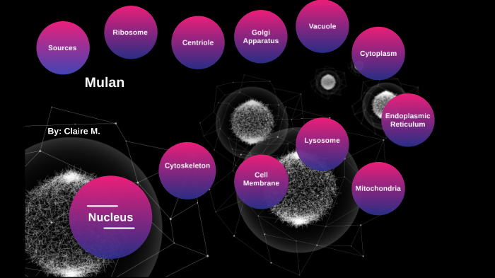 Mulan Cells by Claire Miller on Prezi