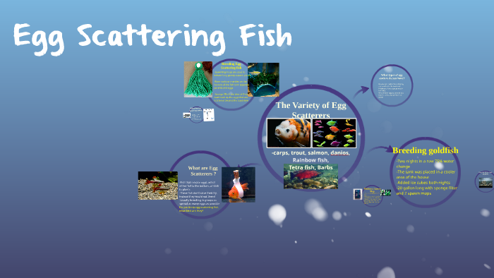 Egg Scattering Fish by Nicholas Olinski on Prezi