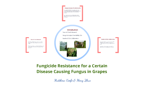 Grape Fungicide by Matthew Keefe on Prezi
