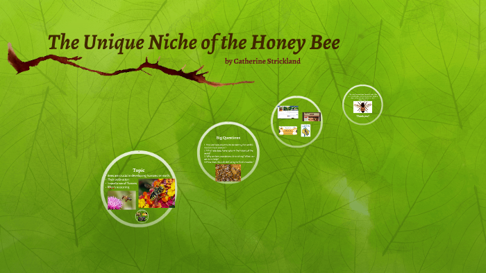 The Unique Niche of the Honey Bee by Cat Strickland on Prezi