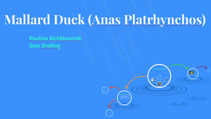 Mallard Duck by Sam Dreiling on Prezi
