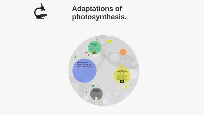 Adaptations of photosynthesis. by Ethan Woodhouse on Prezi