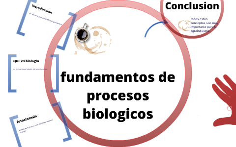 fundamentos de procesos biologicos by flavia blandon on Prezi
