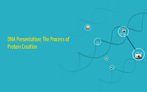 DNA Presentation: The Process of Protein Creation by Alison Ward on Prezi