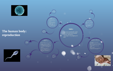 The human body: reproduction by javier mato