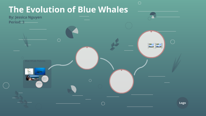 The Evolution of Blue Whales by on Prezi