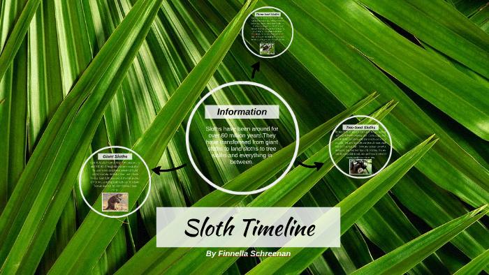 Sloth Timeline/Evolution by Finnella Schreenan on Prezi