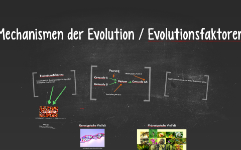 Mechanismen der Evolution / Evolutionsfaktoren by Marcel Zok on Prezi