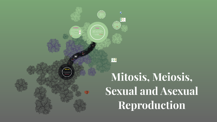 mitosis, meiosis, sexual, and asexual reproduction by Olivia Bird