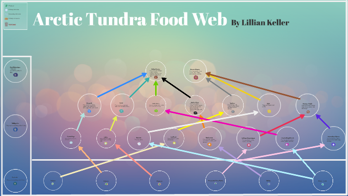 Arctic Tundra Food Web by Lillian Keller on Prezi