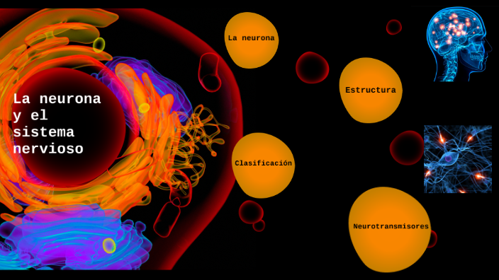 Las neuronas y el cerebro by maria rosas on Prezi