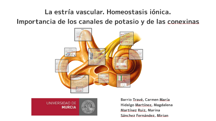 La estria vascular.Homeostasis ionica.Importancia de los can by Mirian ...
